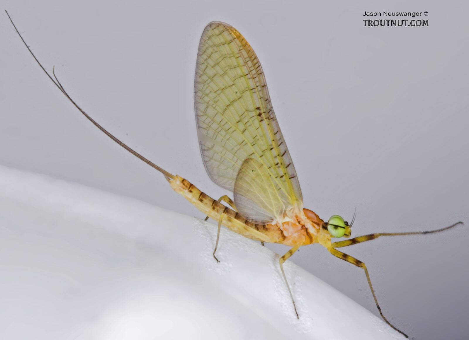 Male Stenacron (Light Cahill) Mayfly Dun Pictures