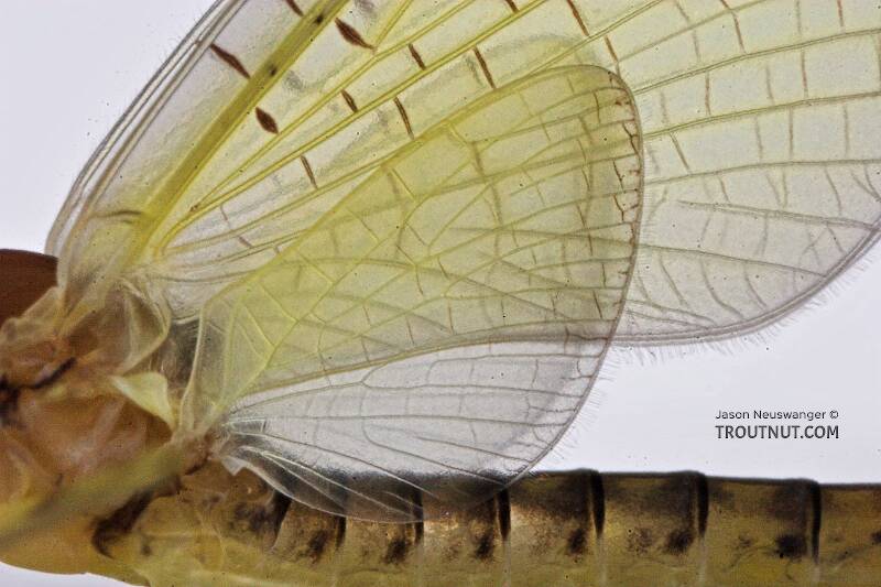 Male Stenacron (Light Cahill) Mayfly Dun Pictures