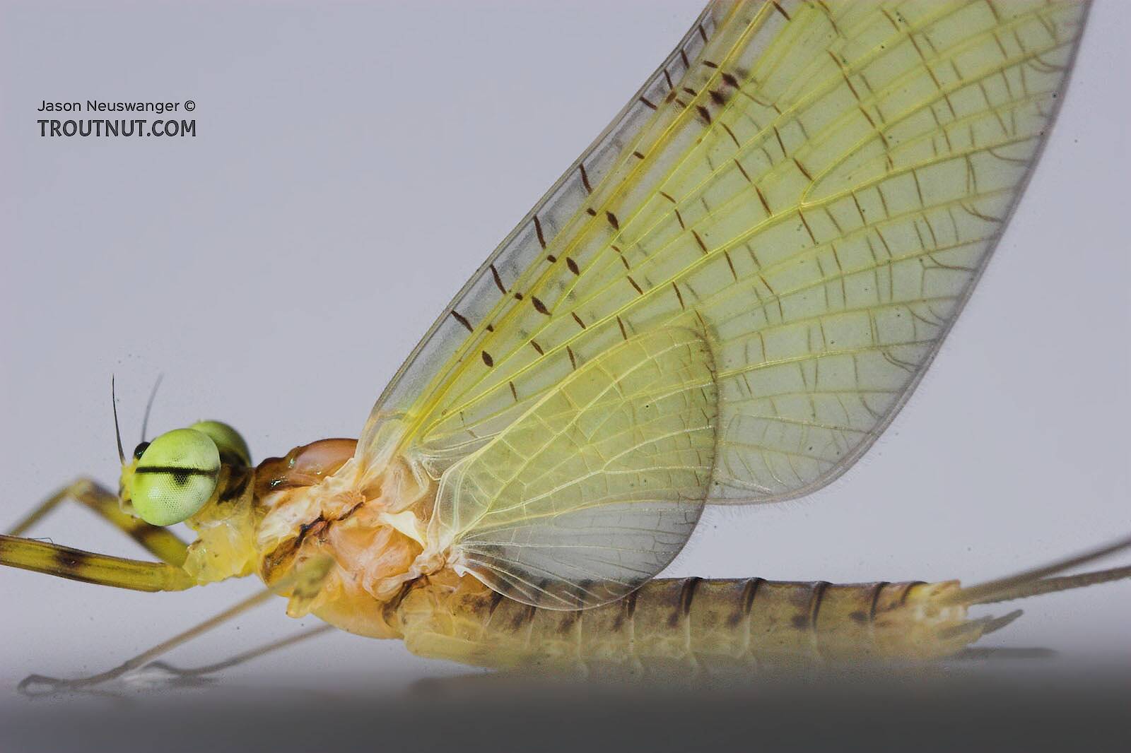 Male Stenacron (Light Cahill) Mayfly Dun Pictures