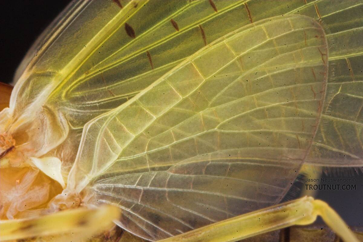 Male Stenacron (Light Cahill) Mayfly Dun Pictures