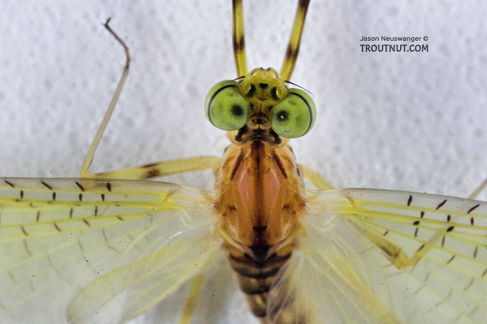 Male Stenacron (Light Cahill) Mayfly Dun Pictures