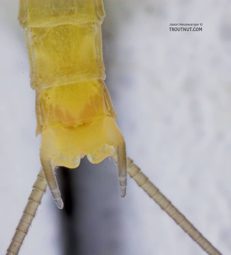 Male Stenacron (Light Cahill) Mayfly Dun Pictures