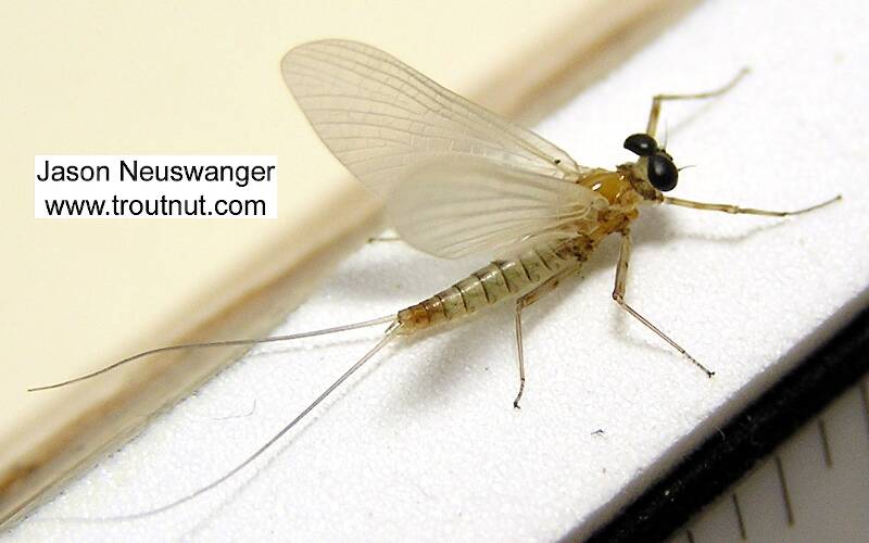 Male Epeorus vitreus (Sulphur) Mayfly Dun Pictures