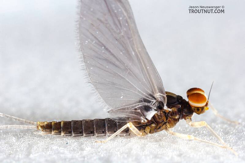 Male Baetidae (Blue-Winged Olive) Mayfly Dun Pictures