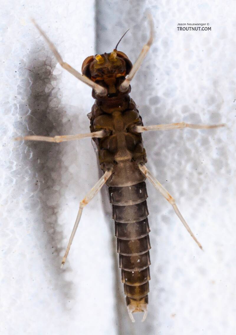 Male Baetidae (Blue-Winged Olive) Mayfly Dun Pictures