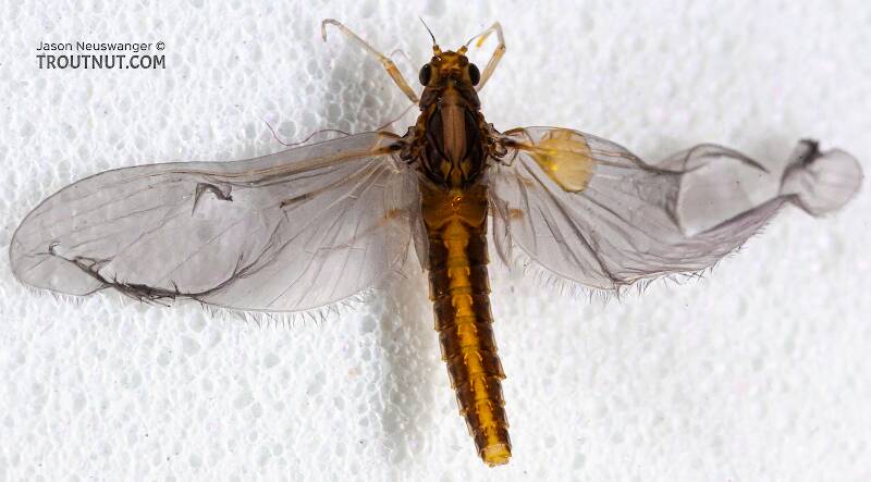 Female Baetidae (Blue-Winged Olive) Mayfly Dun Pictures