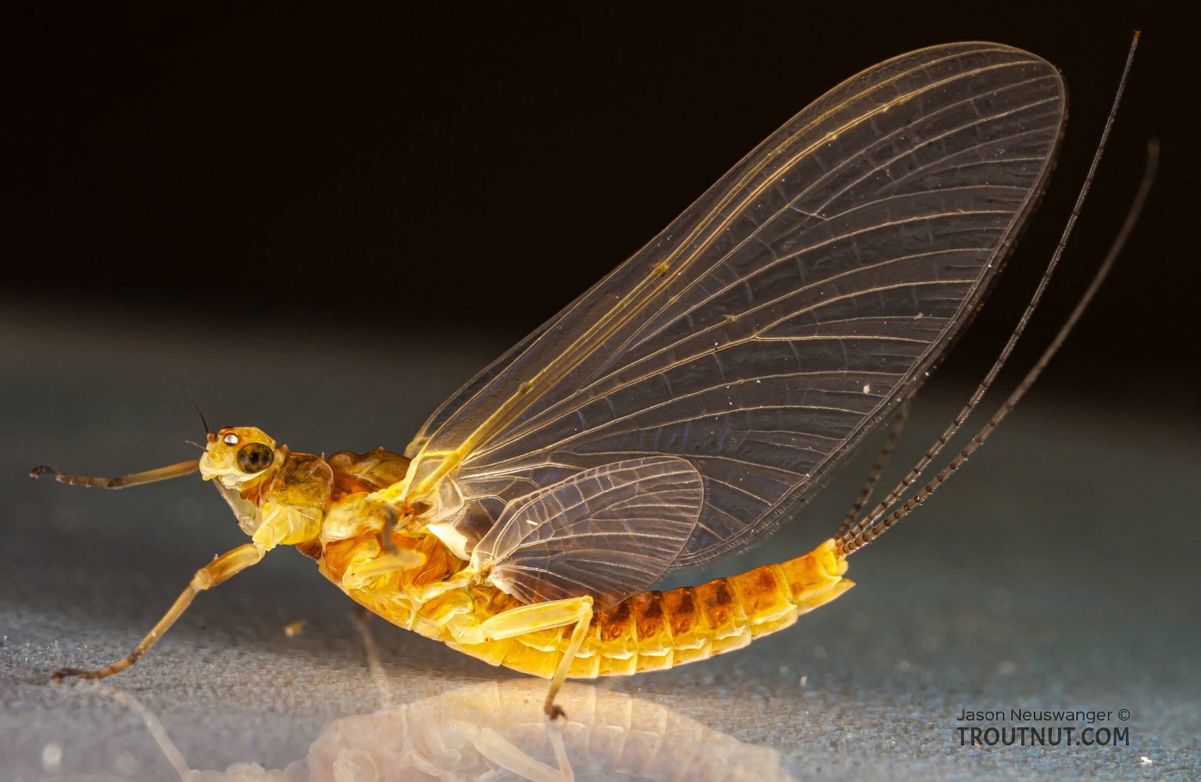 Mayfly Species Ephemerella invaria (Sulphurs)
