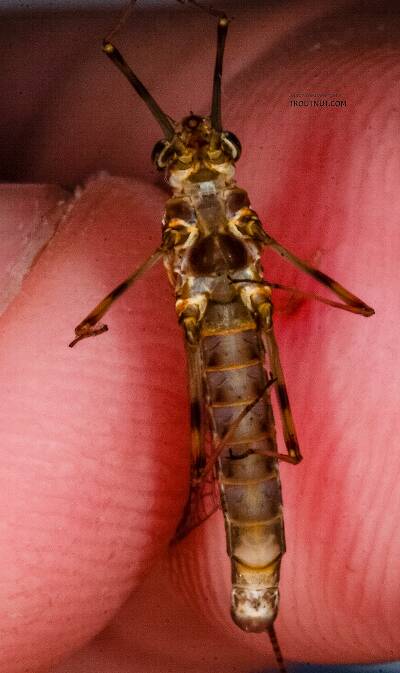 Female Stenonema vicarium (March Brown) Mayfly Spinner Pictures