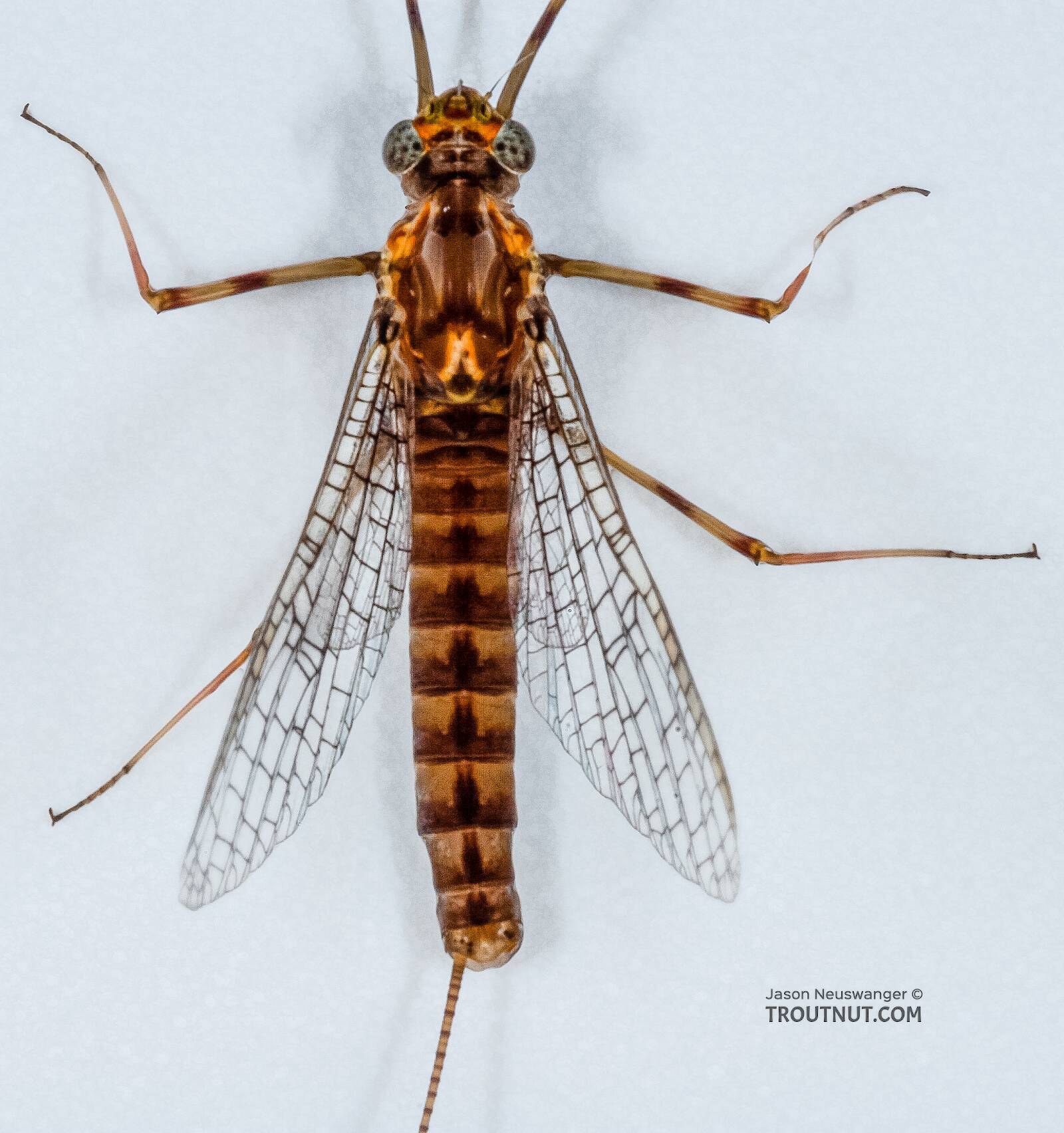 Female Stenonema vicarium (March Brown) Mayfly Spinner Pictures