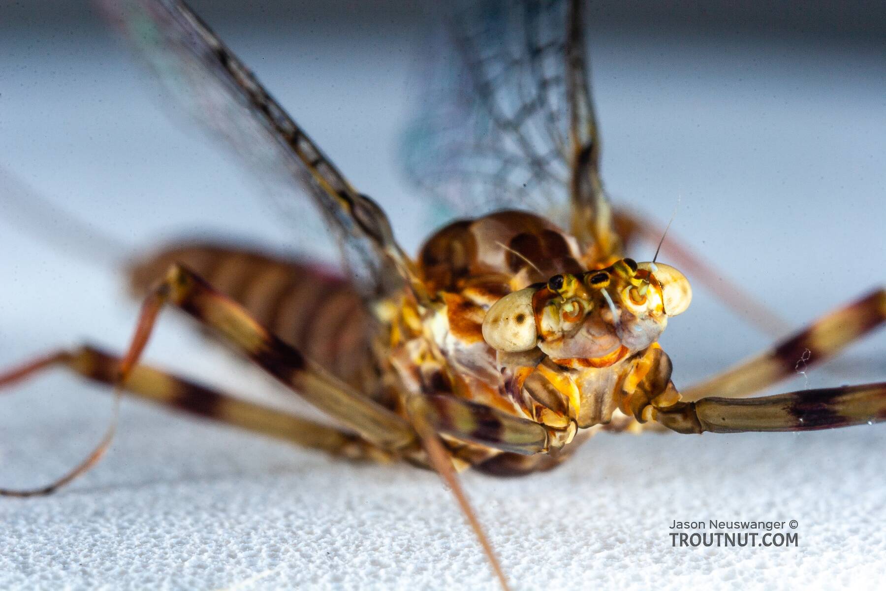 Female Stenonema vicarium (March Brown) Mayfly Spinner Pictures