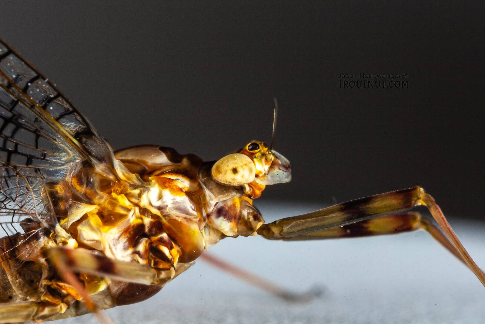 Female Stenonema vicarium (March Brown) Mayfly Spinner Pictures