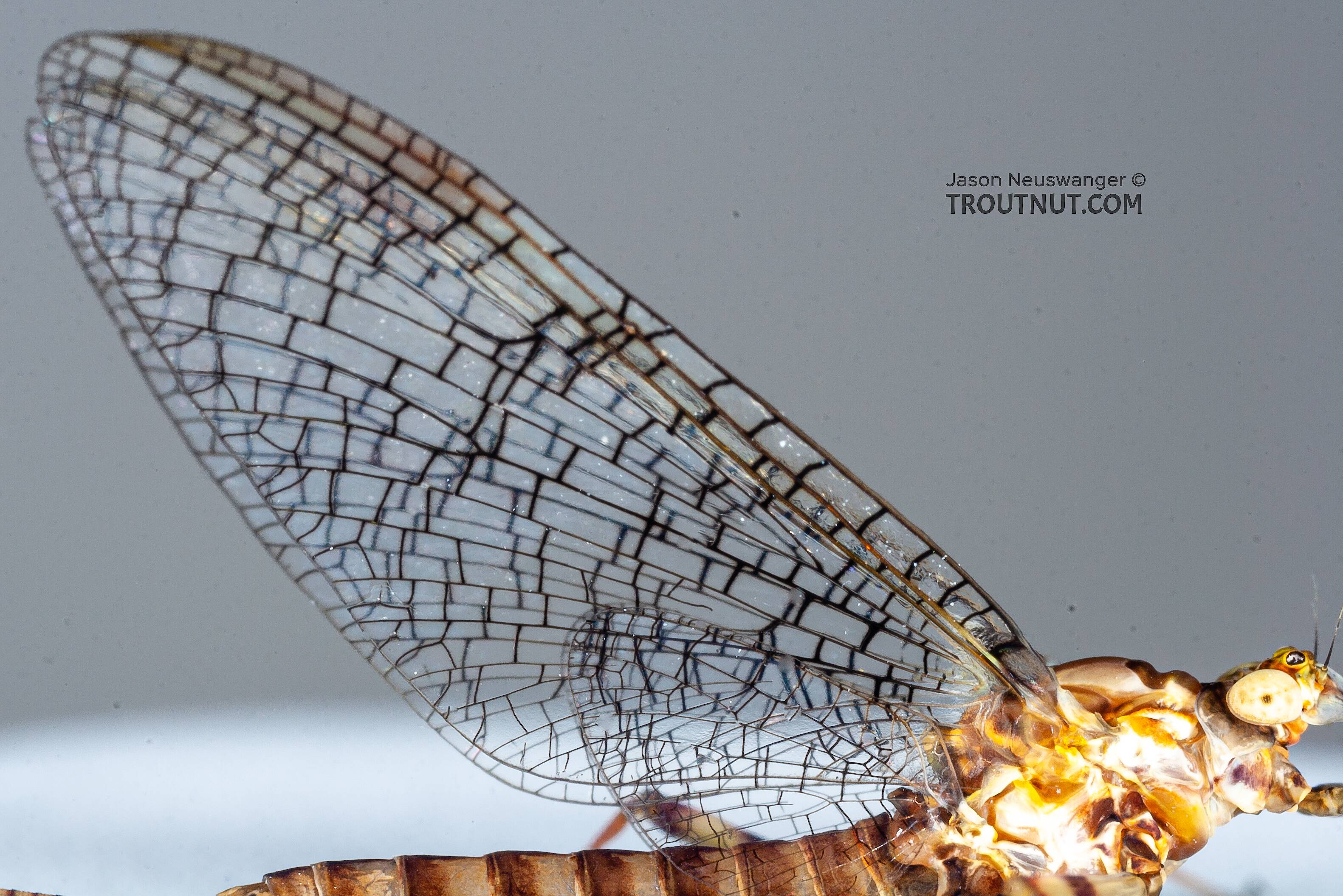 Female Stenonema vicarium (March Brown) Mayfly Spinner Pictures