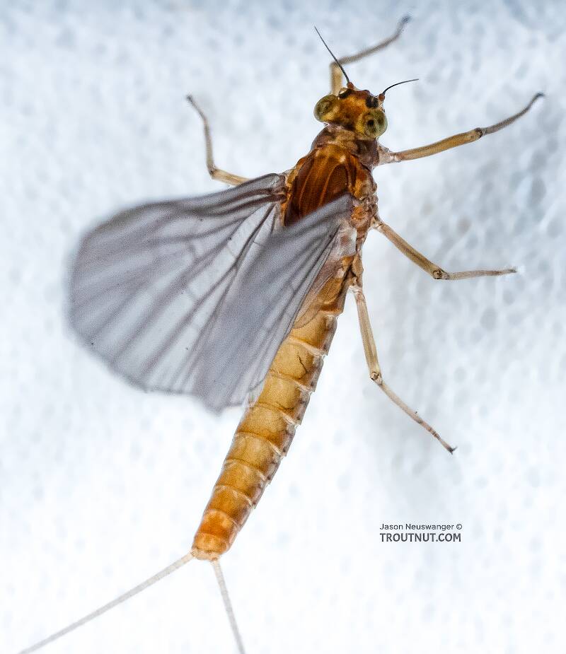 Female Baetidae (Blue-Winged Olive) Mayfly Dun Pictures