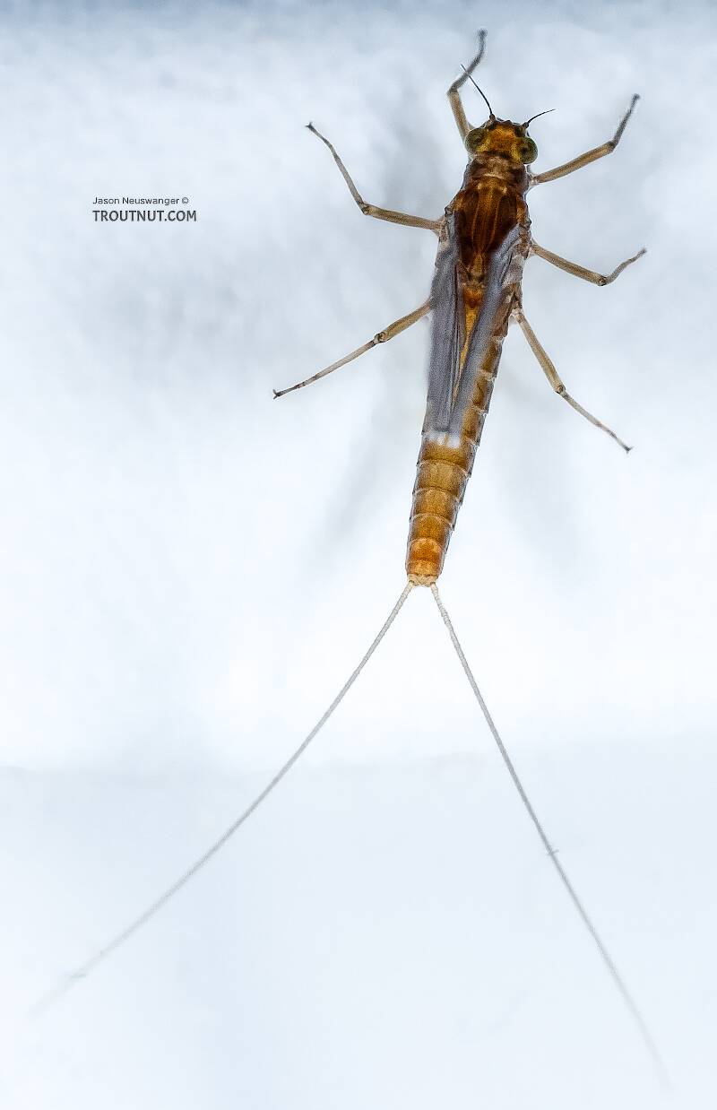 Female Baetidae (Blue-Winged Olive) Mayfly Dun Pictures