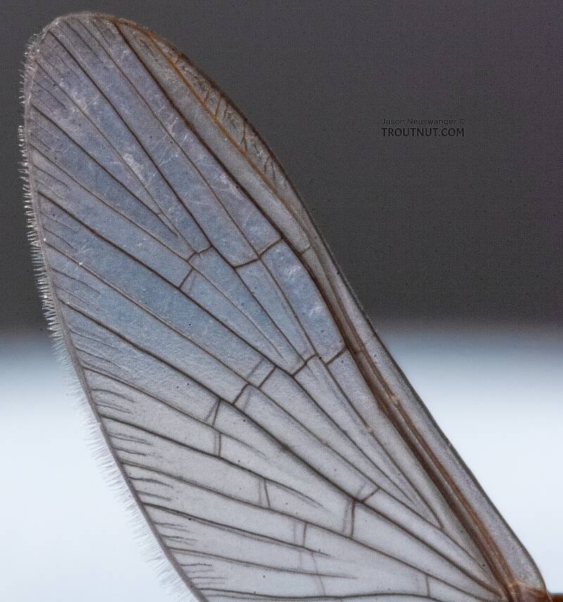 Female Baetidae (Blue-Winged Olive) Mayfly Dun Pictures