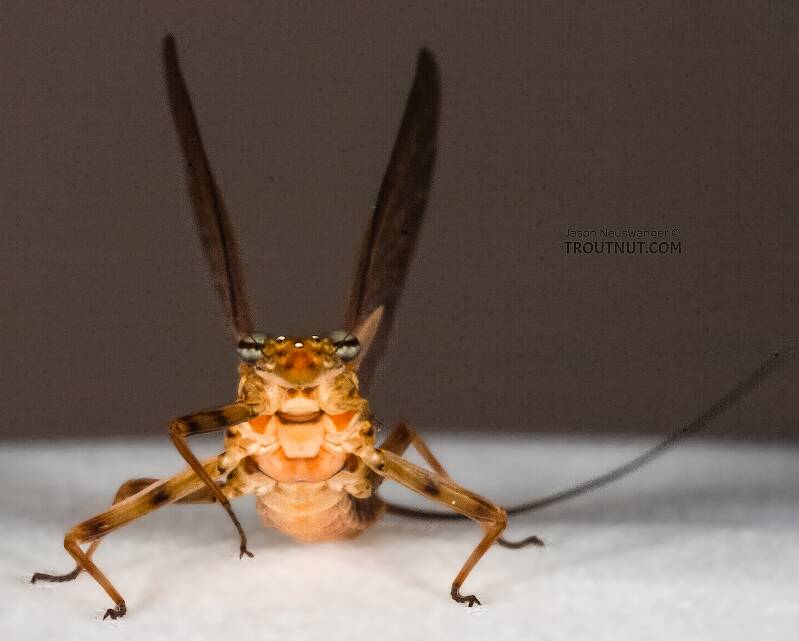 Female Epeorus vitreus (Sulphur) Mayfly Dun Pictures