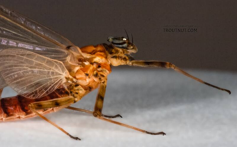 Female Epeorus vitreus (Sulphur) Mayfly Dun Pictures