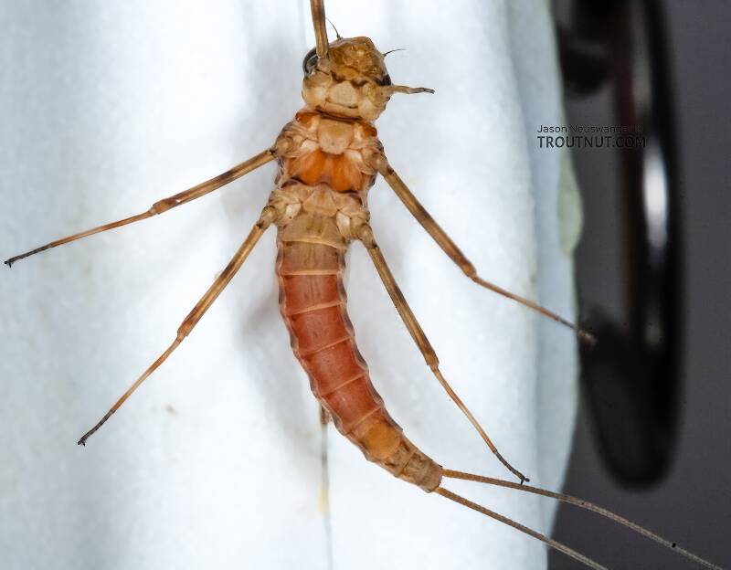Female Epeorus vitreus (Sulphur) Mayfly Dun Pictures