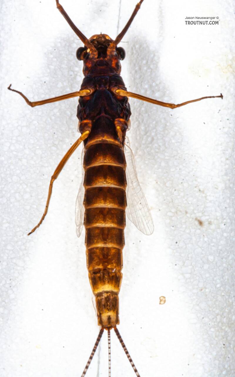 Female Leptophlebia cupida (Black Quill) Mayfly Spinner Pictures