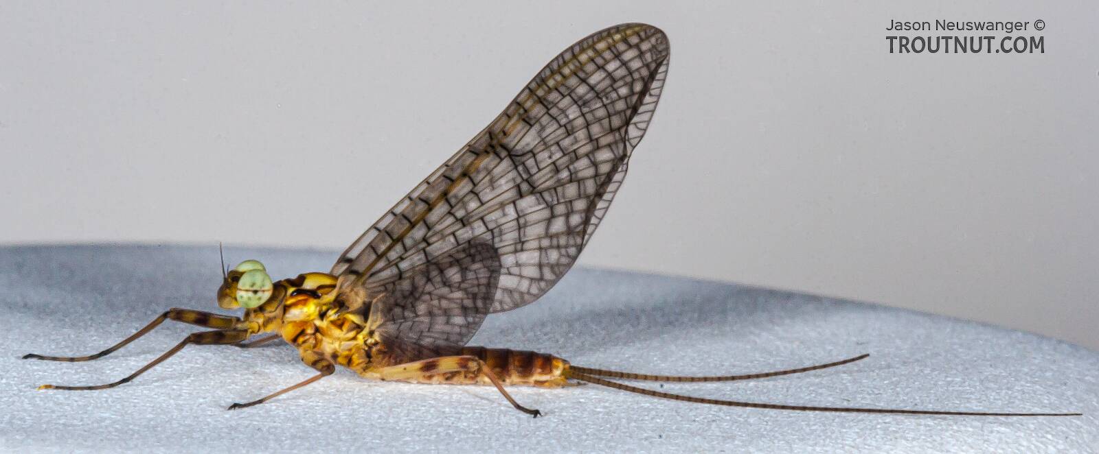 Male Stenonema vicarium (March Brown) Mayfly Dun Pictures