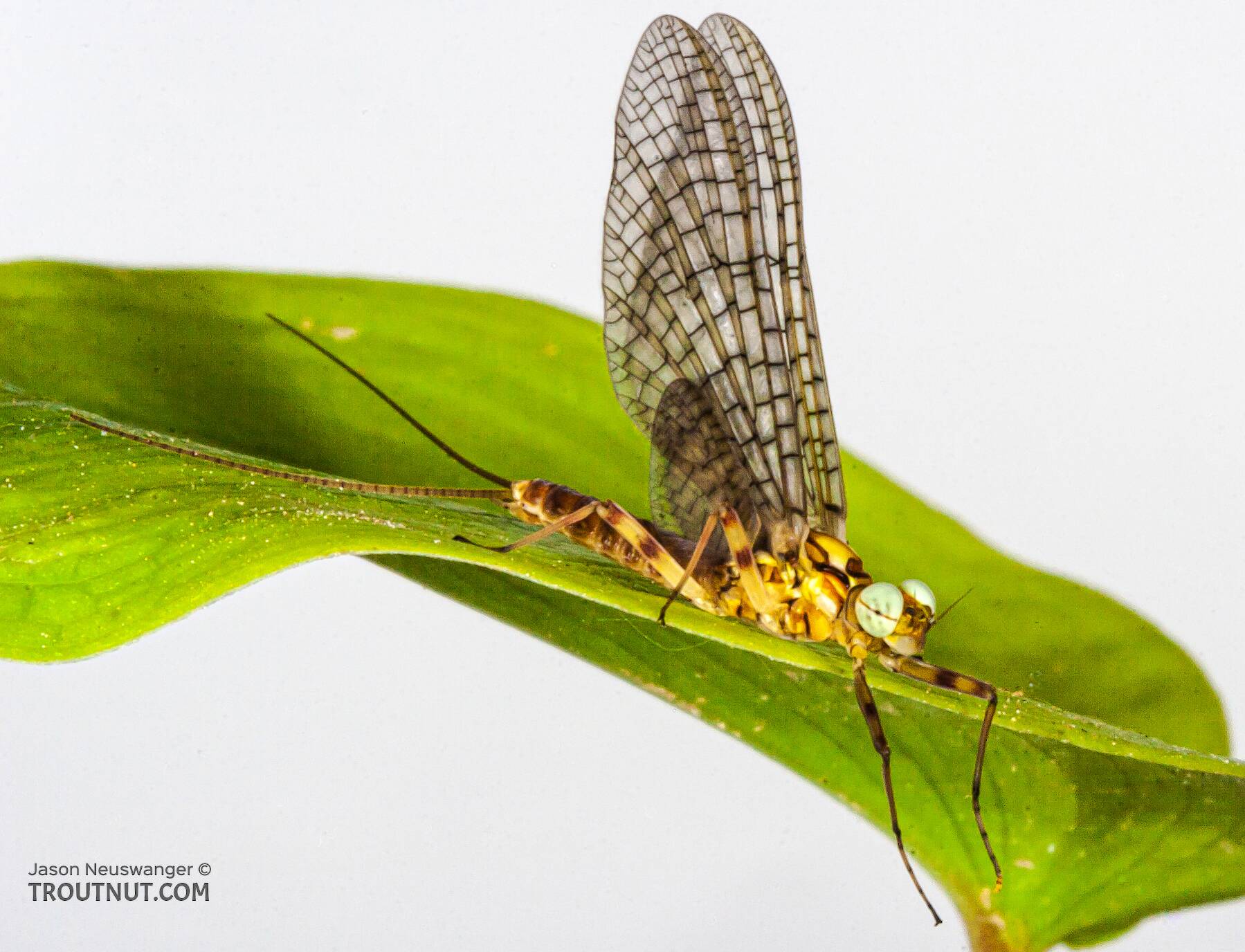 Mayfly Genus Isonychia (Slate Drakes)