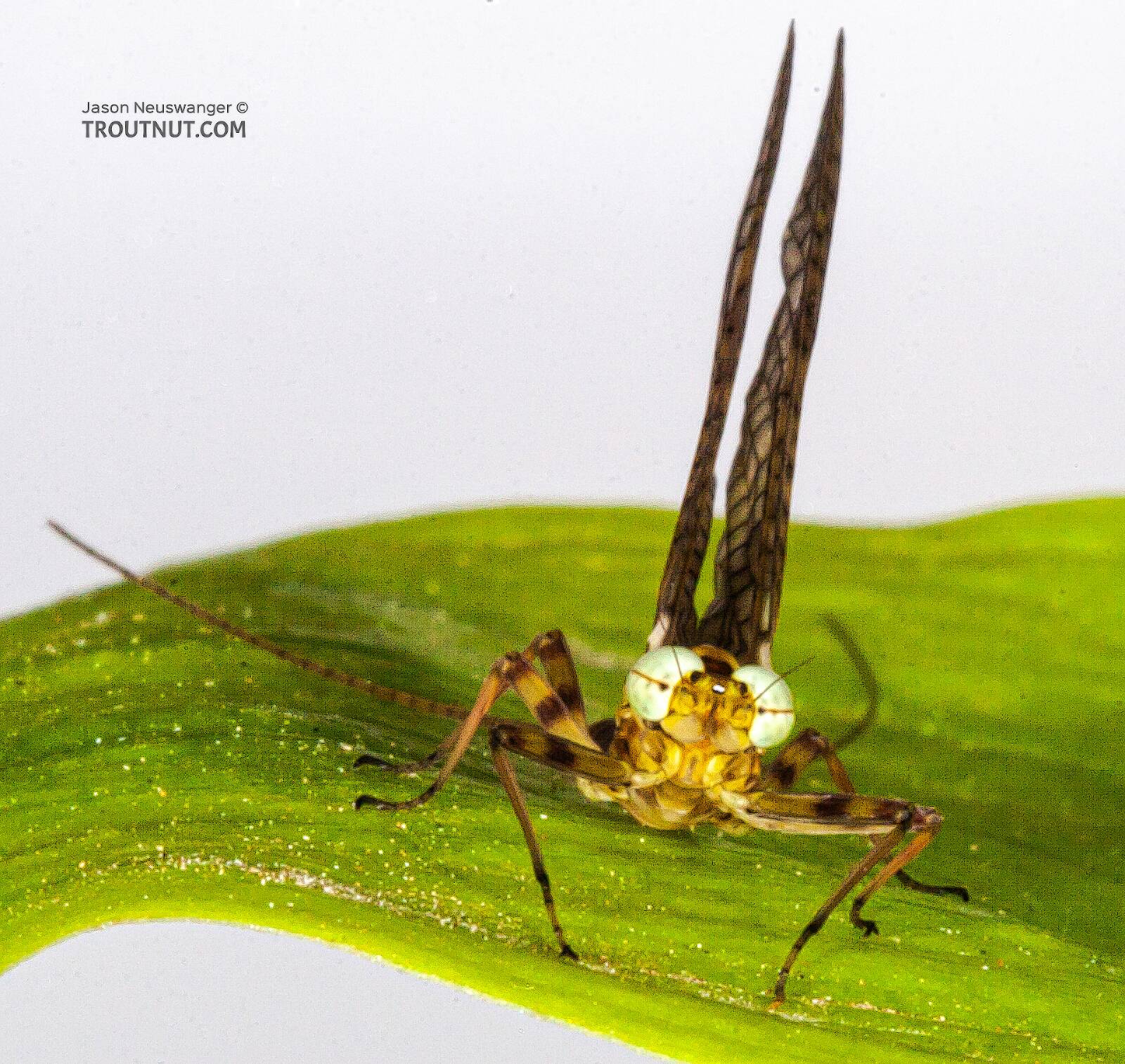 Male Stenonema vicarium (March Brown) Mayfly Dun Pictures