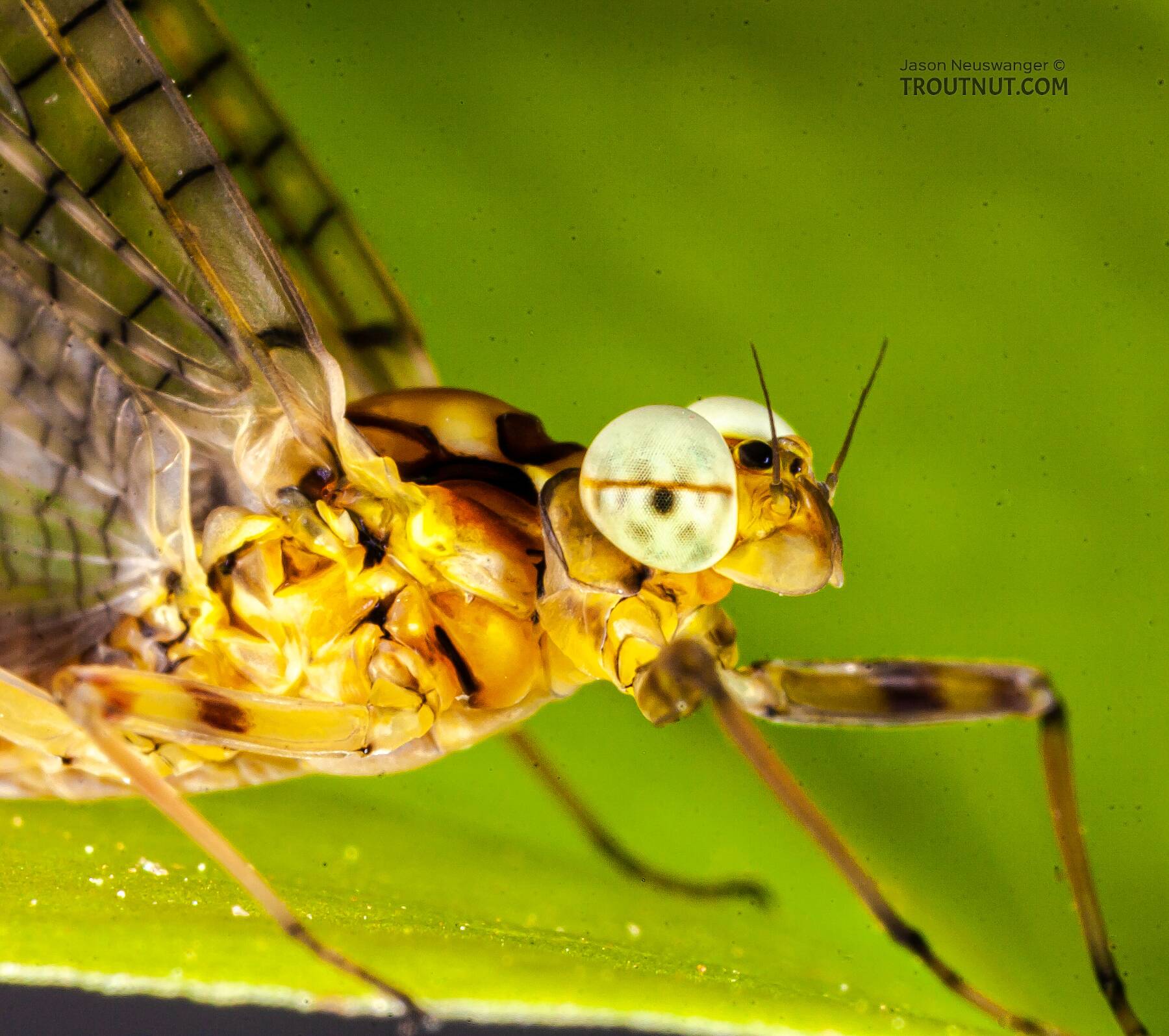 Male Stenonema vicarium (March Brown) Mayfly Dun Pictures