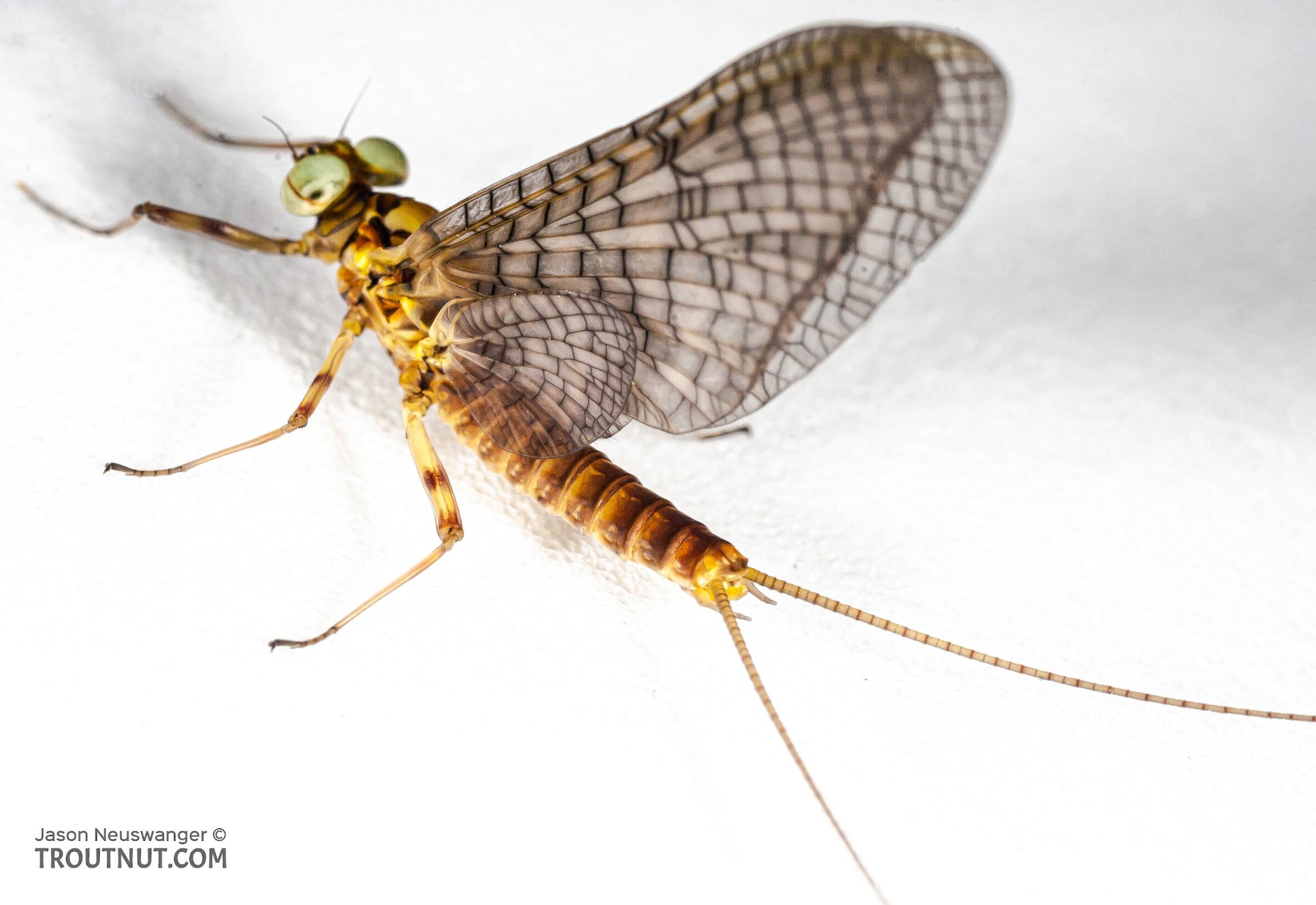 Male Stenonema vicarium (March Brown) Mayfly Dun Pictures