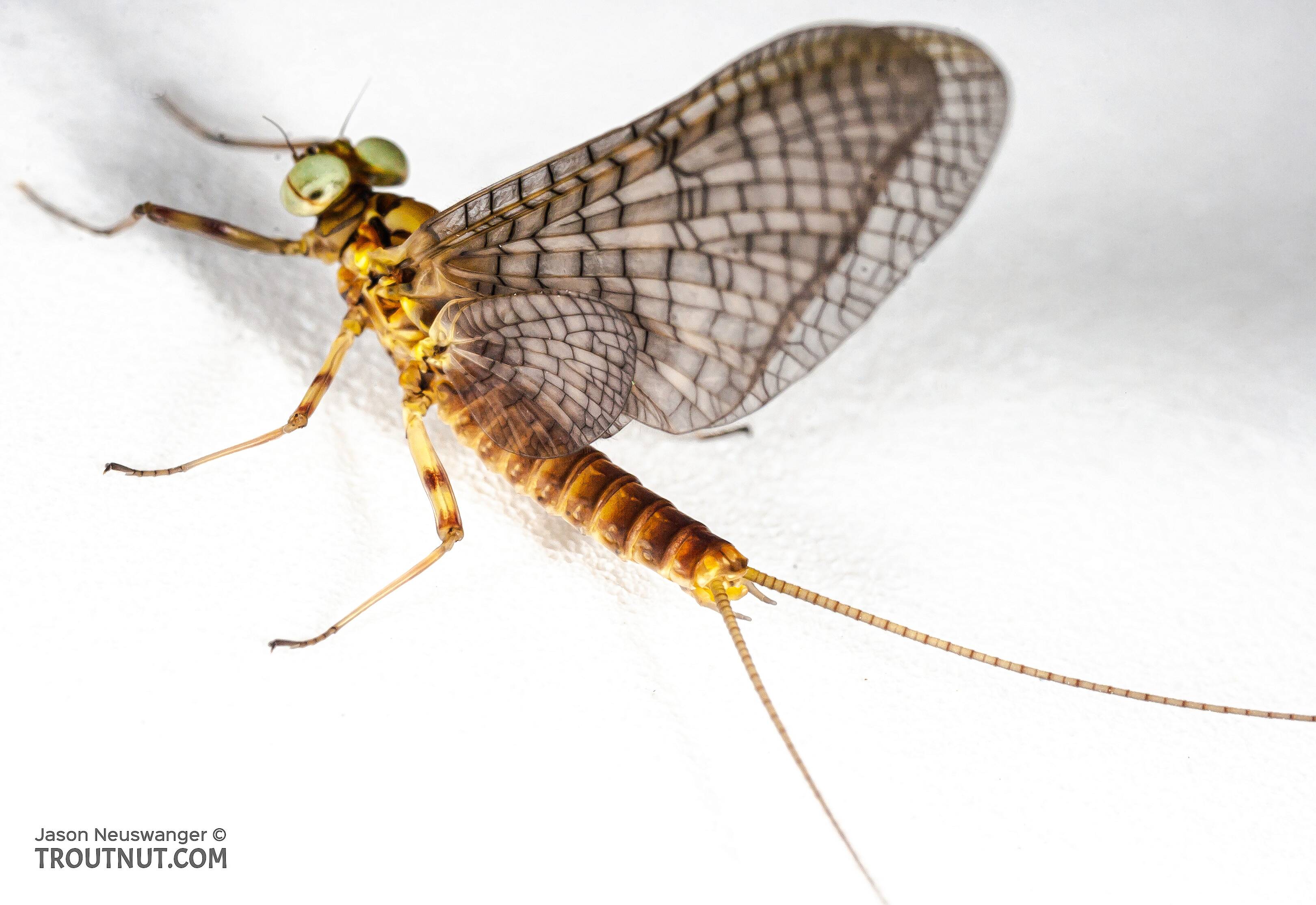 Male Stenonema vicarium (March Brown) Mayfly Dun Pictures