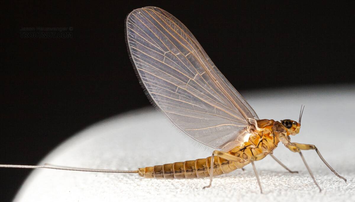 Female Baetidae (Blue-Winged Olive) Mayfly Dun Pictures