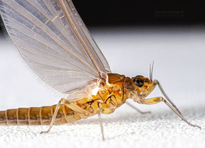 Female Baetidae (Blue-Winged Olive) Mayfly Dun Pictures