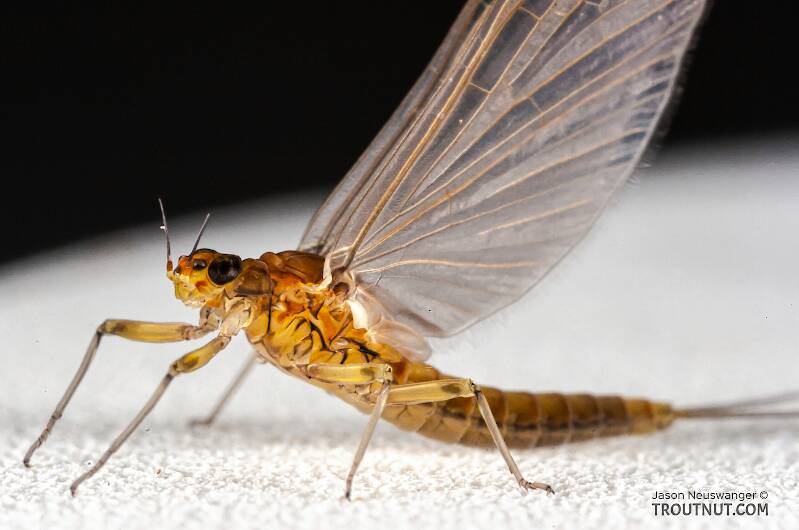 Female Baetidae (Blue-Winged Olive) Mayfly Dun Pictures
