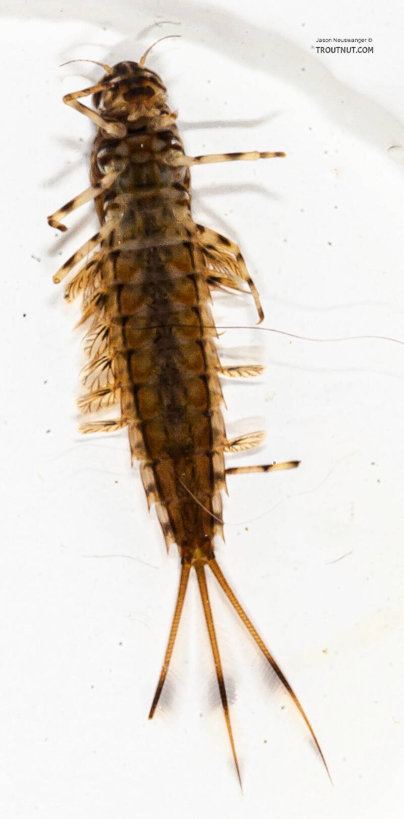 Siphlonurus quebecensis (Adams) Mayfly Nymph Pictures
