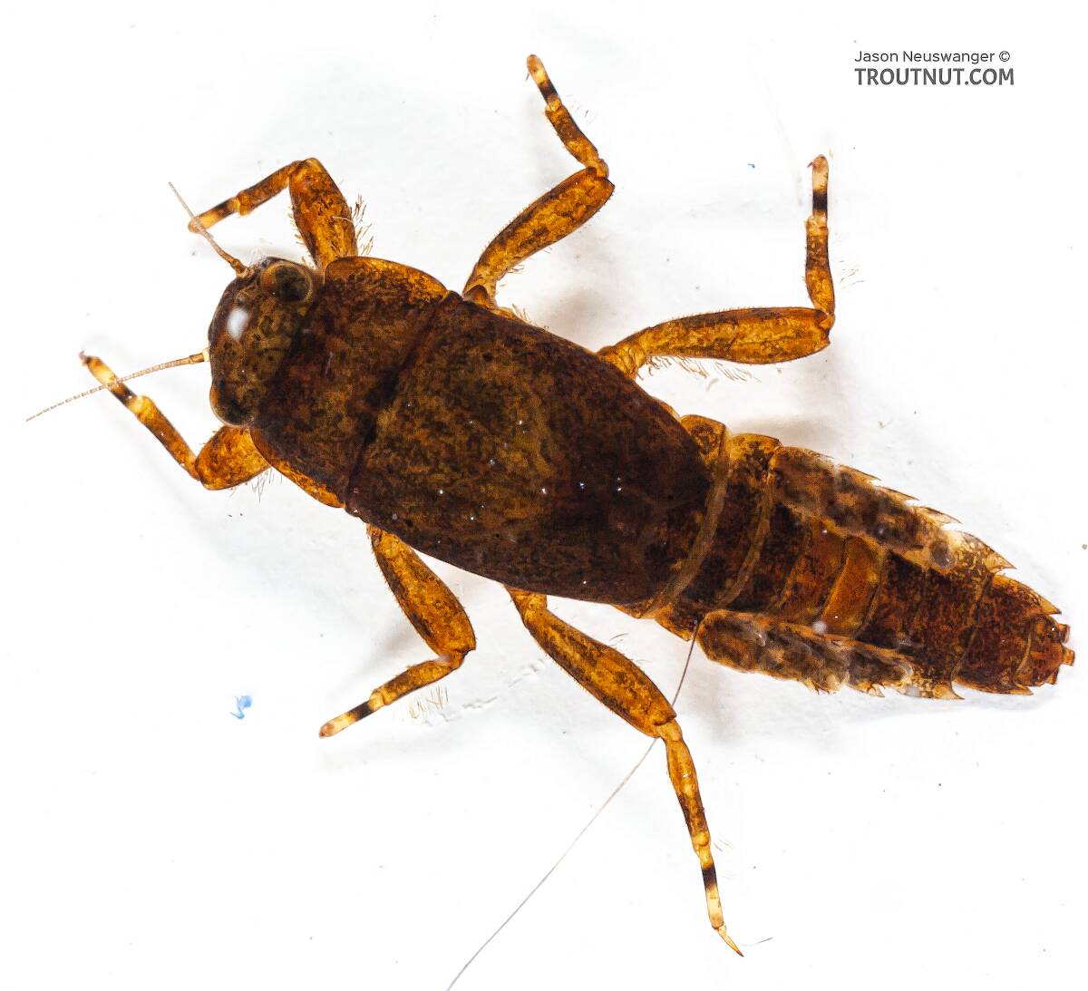 Ephemerella (Hendricksons, Sulphurs, PMDs) Mayfly Nymph Pictures