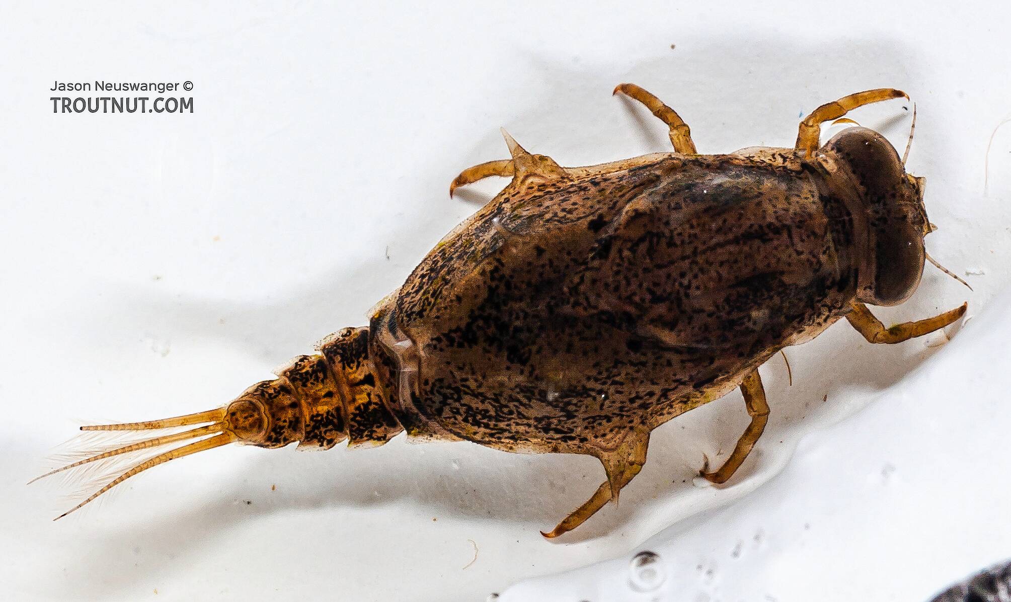 Mayfly Family Baetiscidae (Armored Mayflies)