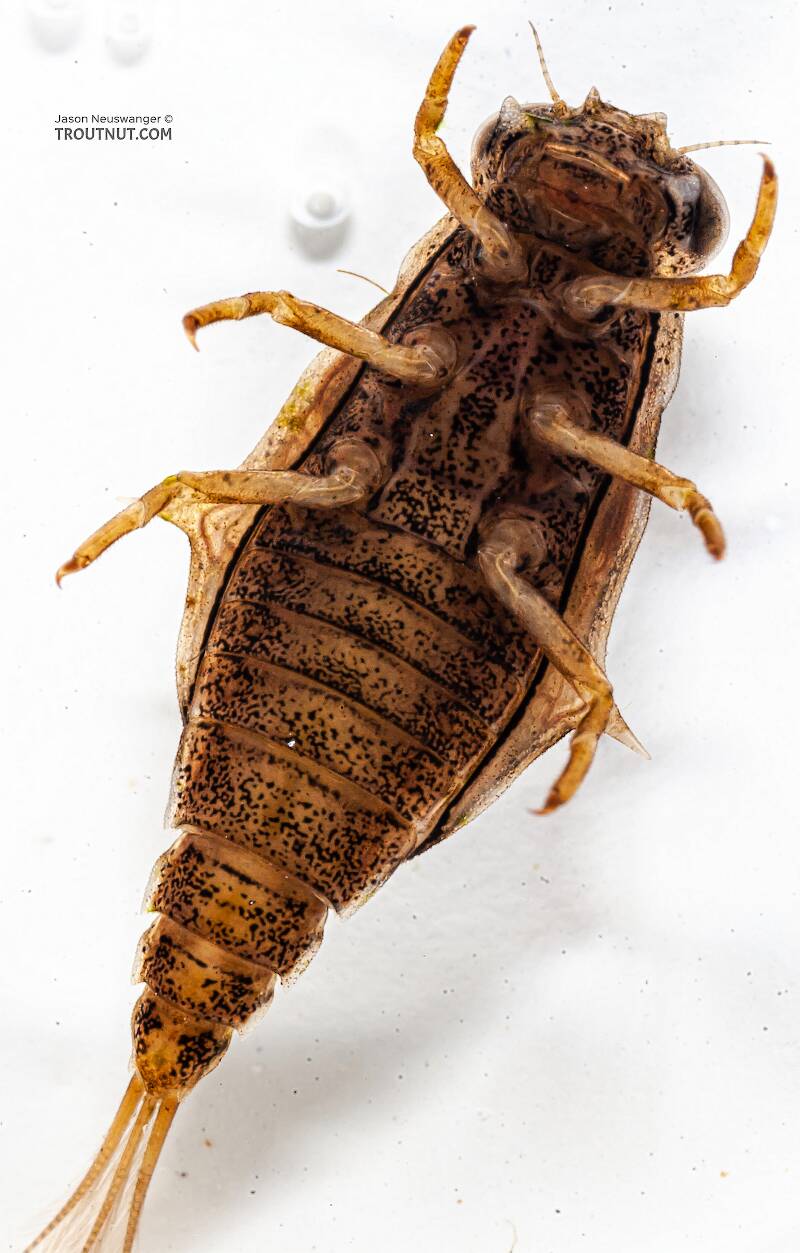 Baetisca laurentina (Armored Mayfly) Mayfly Nymph Pictures