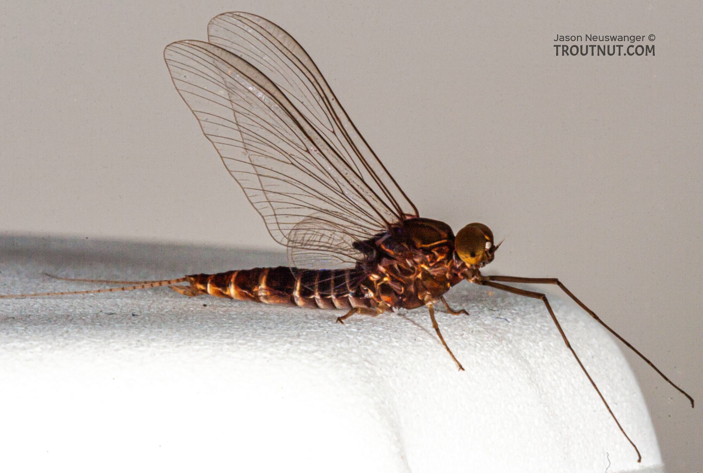 Mayfly Family Baetiscidae (Armored Mayflies)
