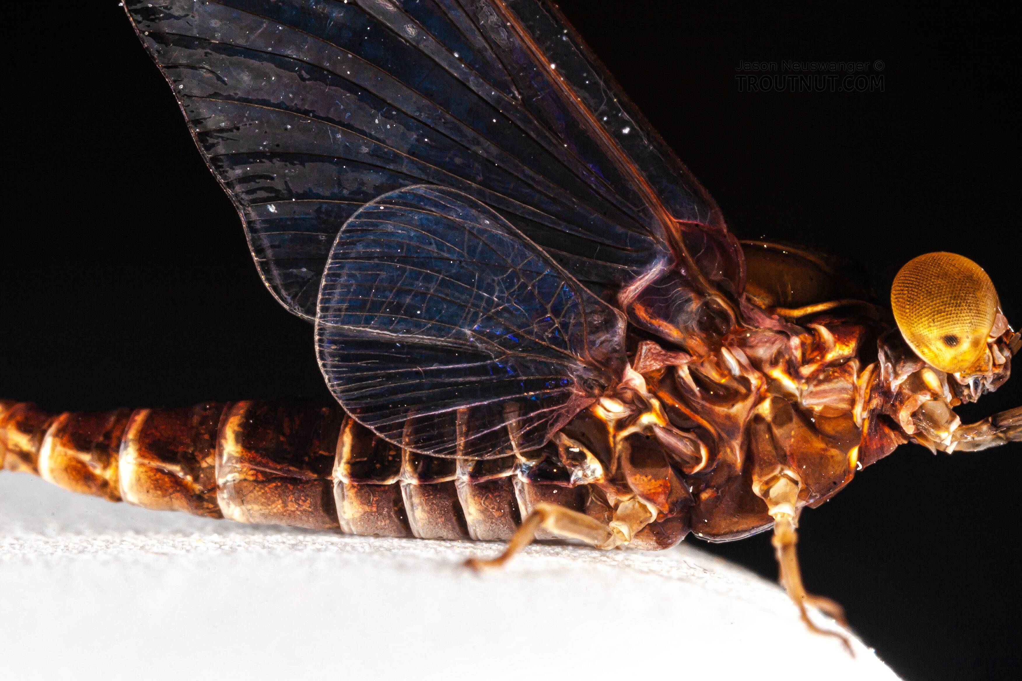 Mayfly Genus Baetisca (Armored Mayflies)