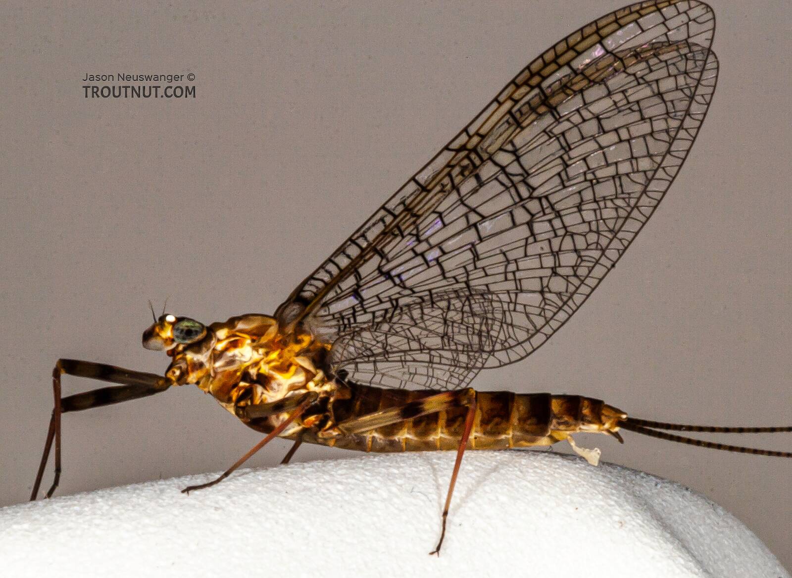 Mayfly Species Stenonema vicarium (March Browns)