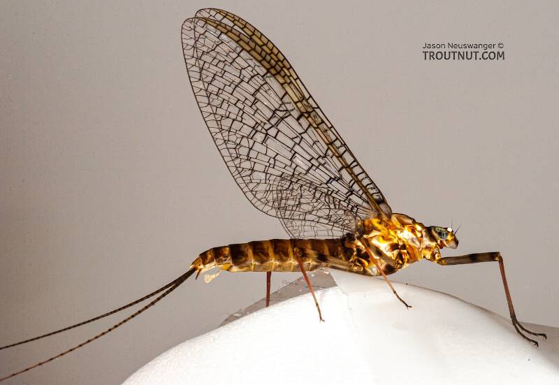 Female Stenonema vicarium (March Brown) Mayfly Spinner Pictures