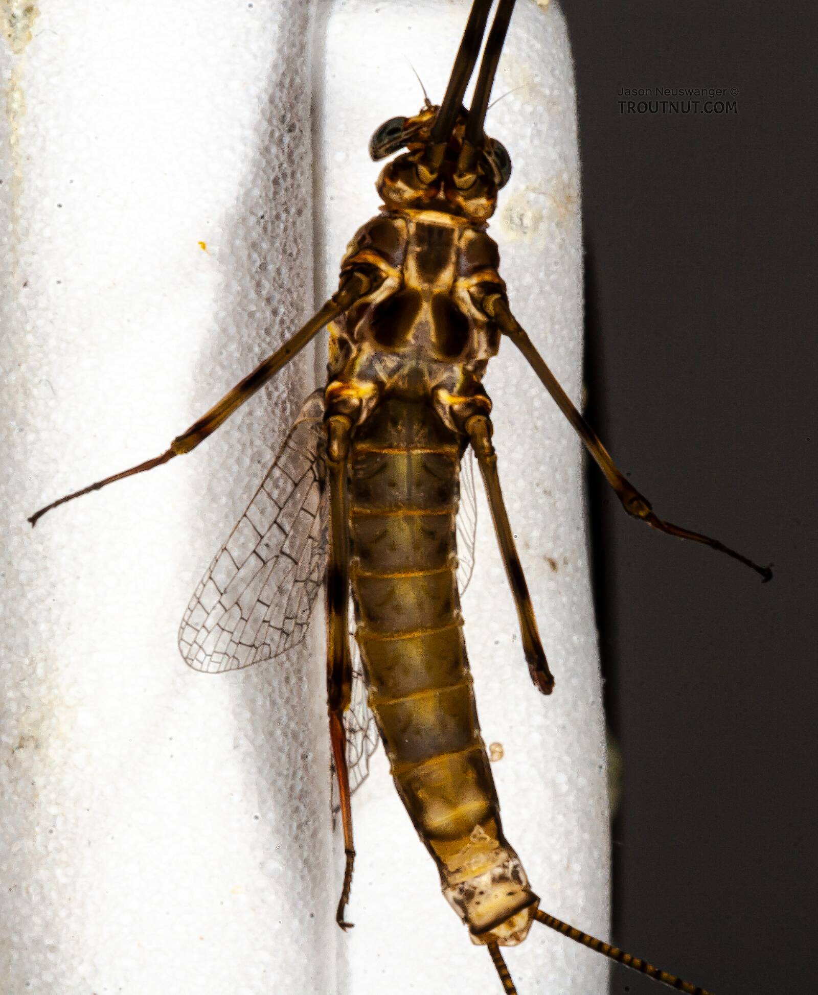 Female Stenonema vicarium (March Brown) Mayfly Spinner Pictures