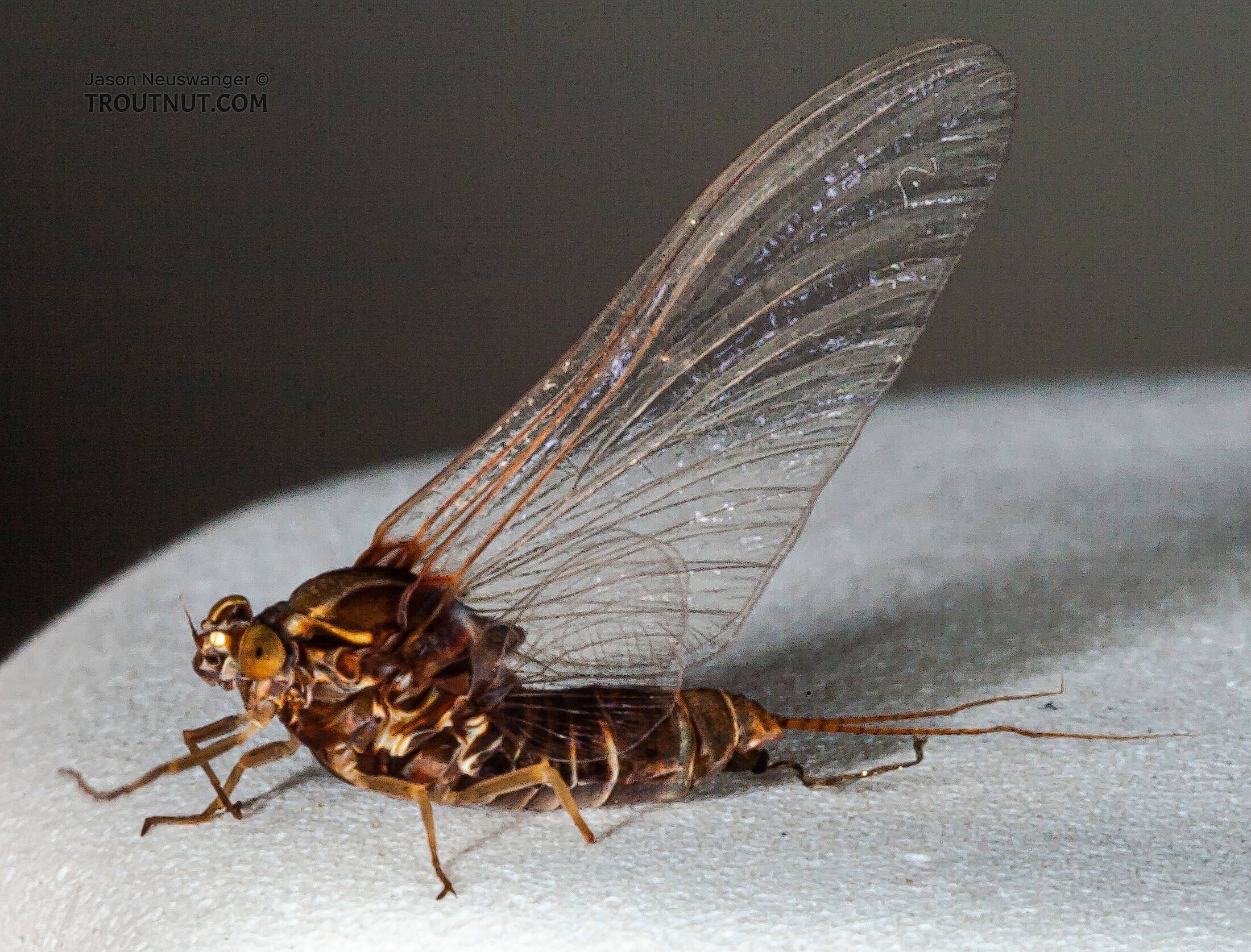 Mayfly Family Baetiscidae (Armored Mayflies)