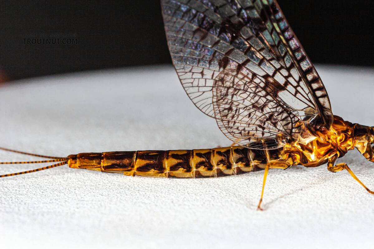 Male Ephemera simulans (Brown Drake) Mayfly Spinner Pictures