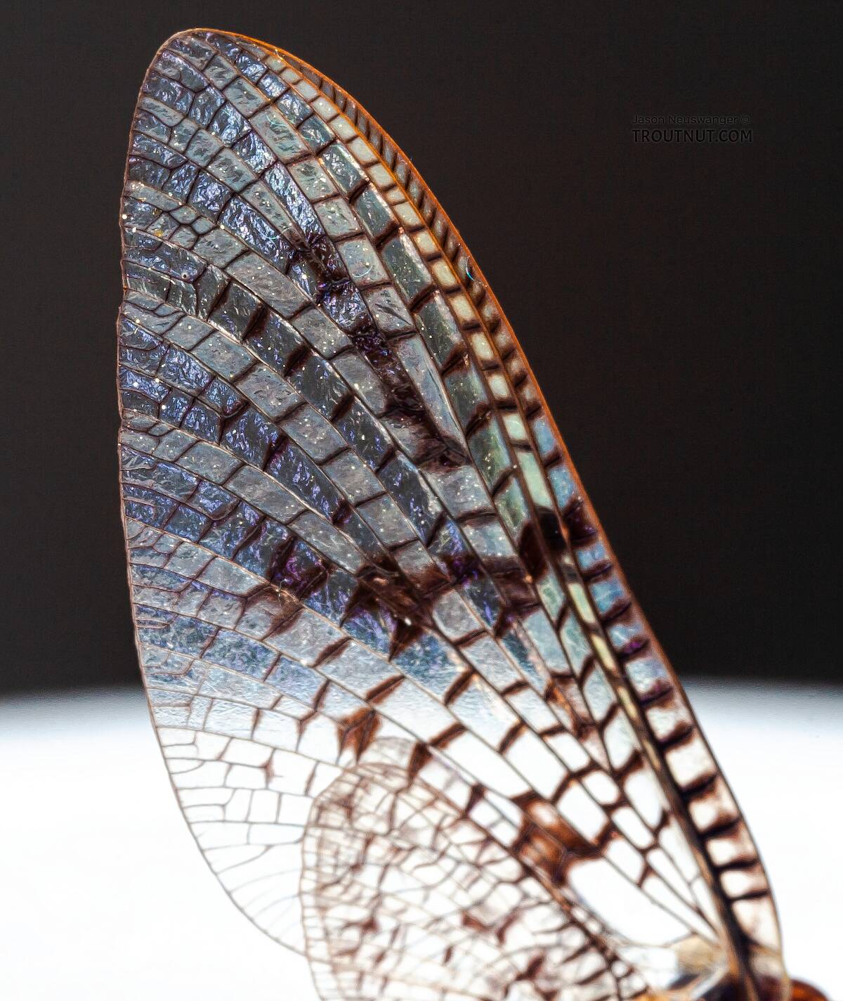 Male Ephemera simulans (Brown Drake) Mayfly Spinner Pictures