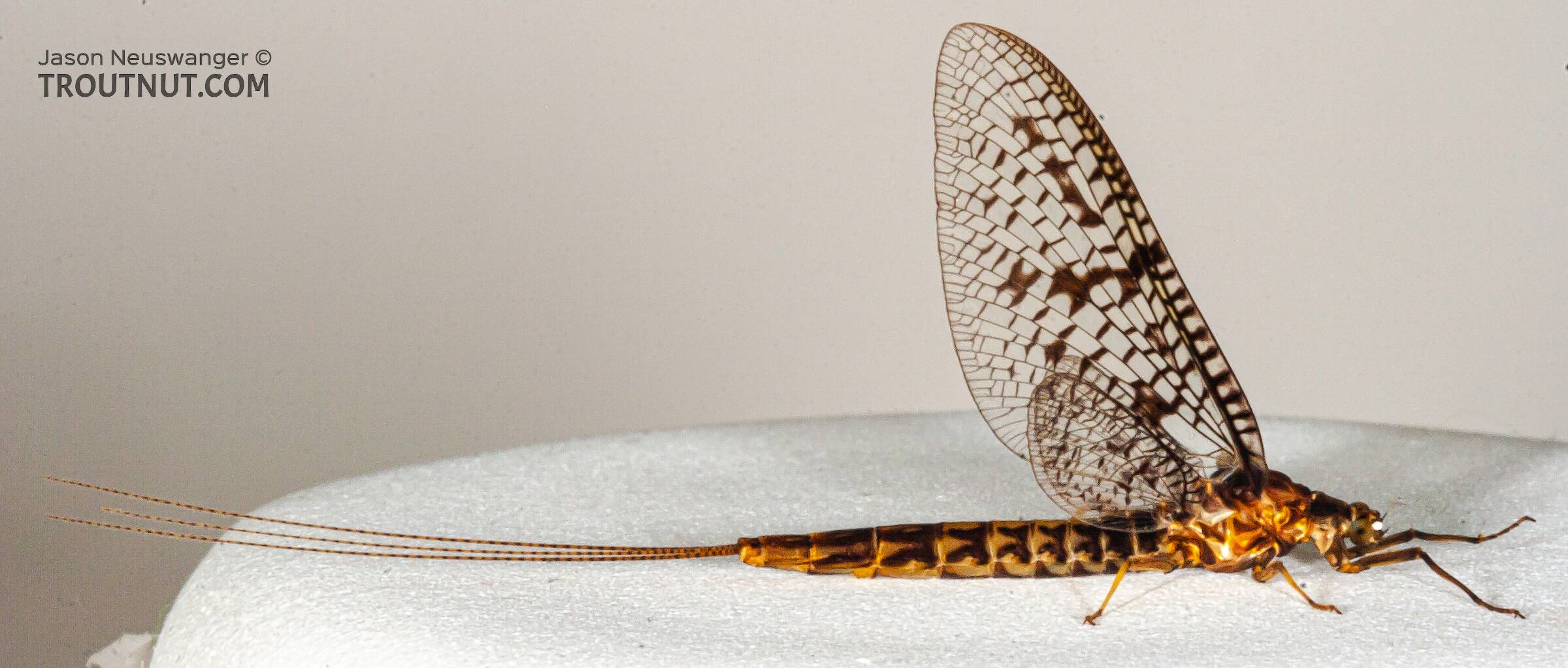 Mayfly Species Ephemera simulans (Brown Drakes)