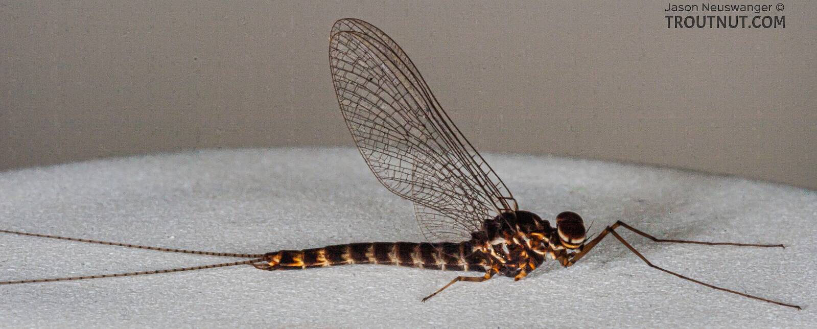 Male Siphlonurus quebecensis (Adams) Mayfly Spinner Pictures