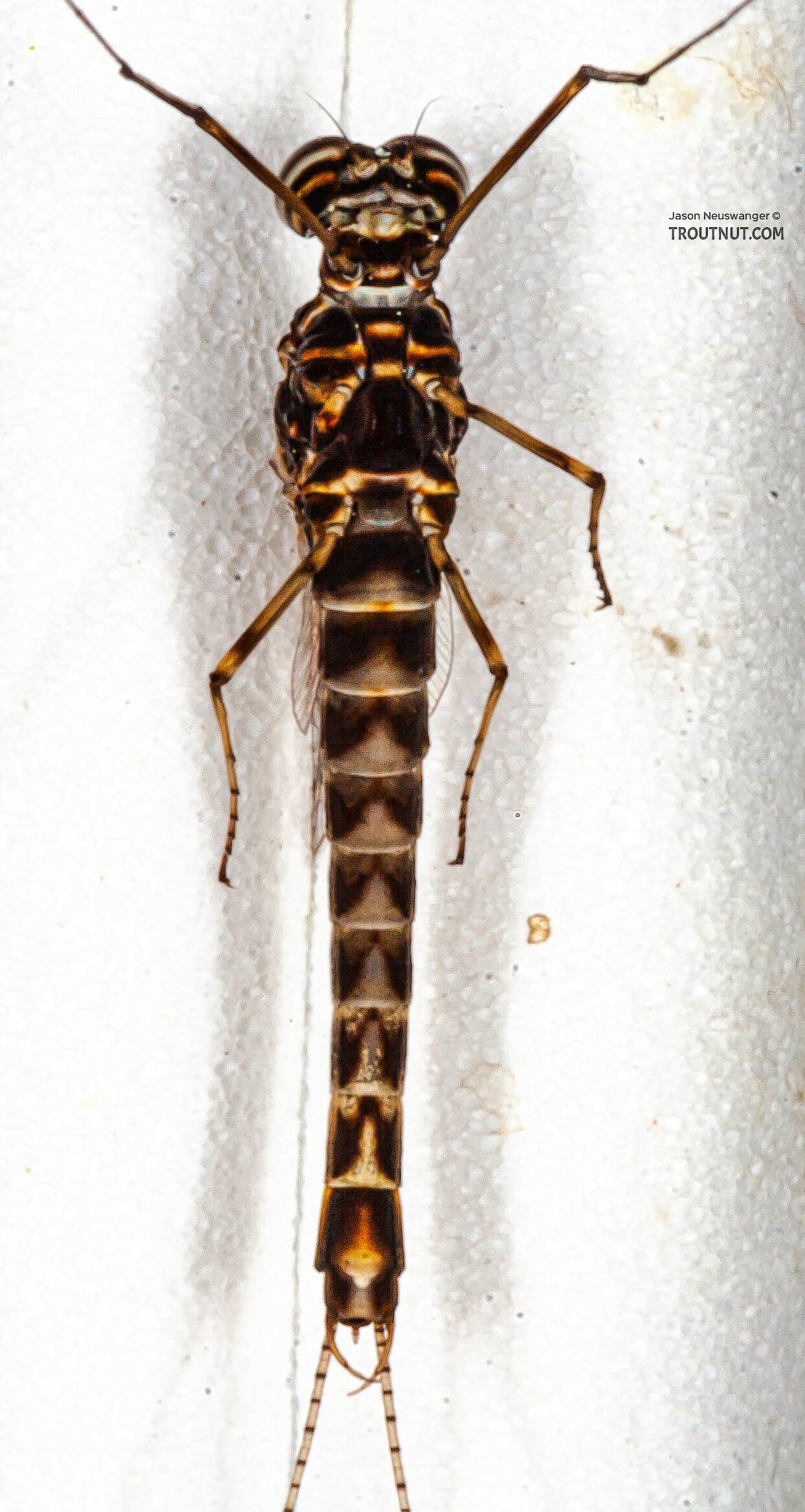 Male Siphlonurus quebecensis (Adams) Mayfly Spinner Pictures