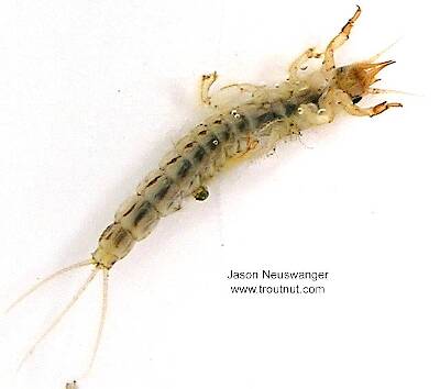 Ephemera simulans (Brown Drake) Mayfly Nymph Pictures