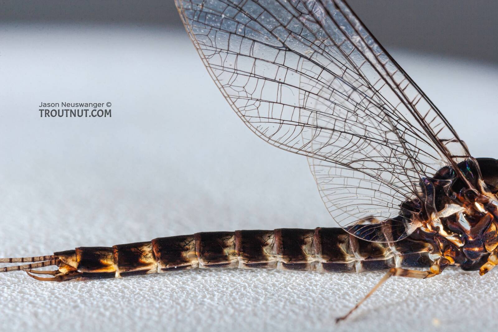 Male Siphlonurus quebecensis (Adams) Mayfly Spinner Pictures