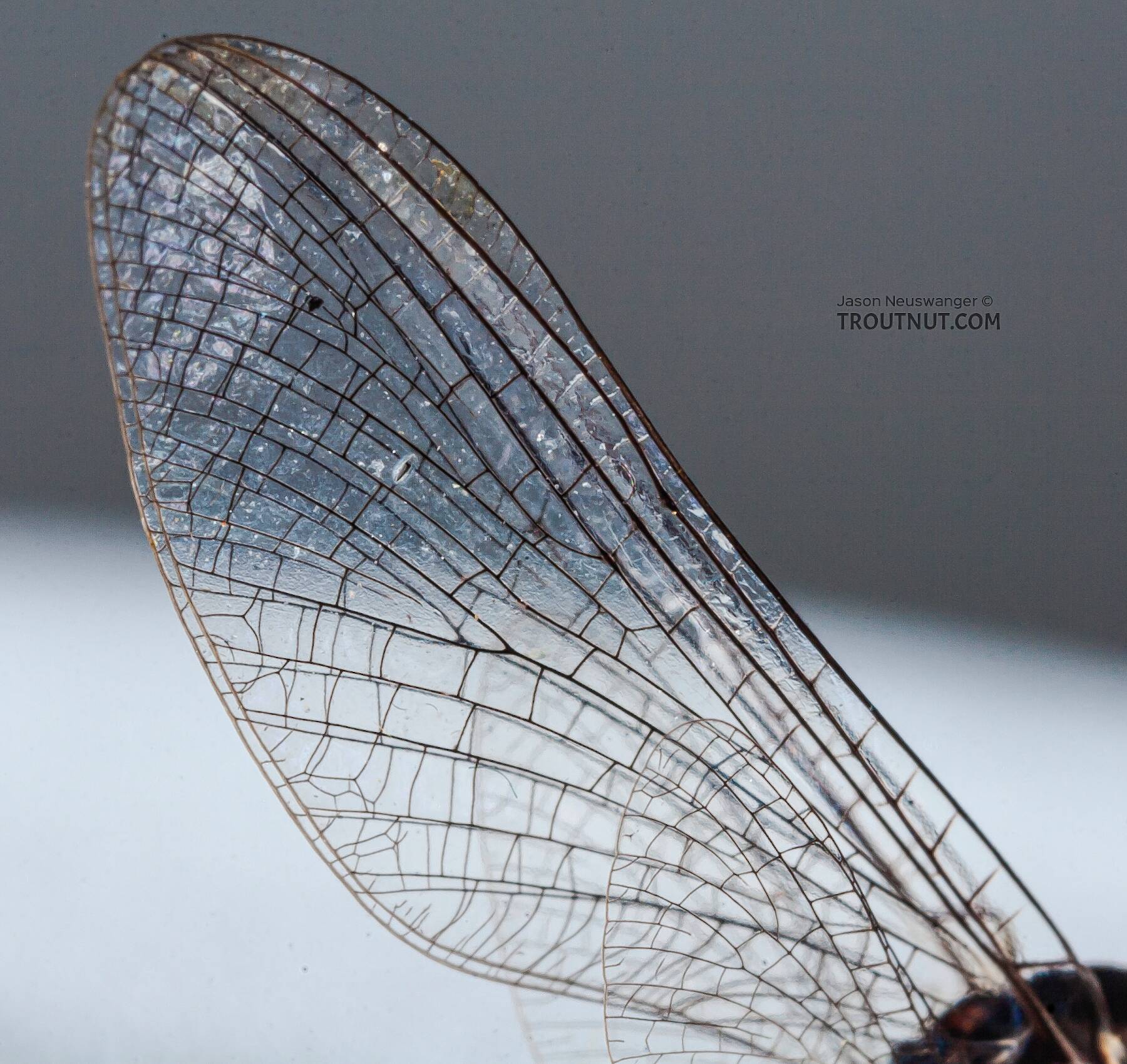 Male Siphlonurus quebecensis (Adams) Mayfly Spinner Pictures